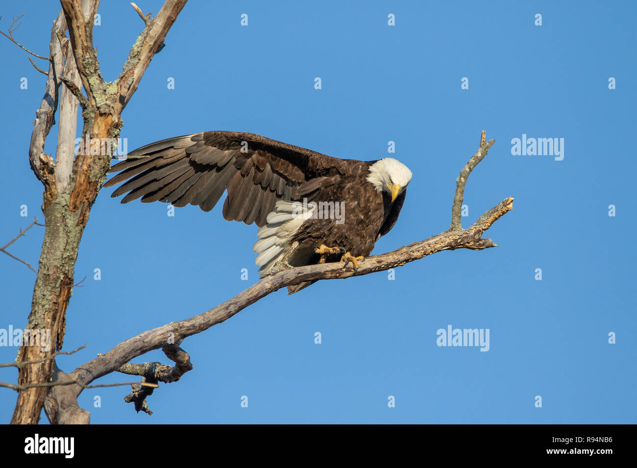 Bald Eagle In A Tree Stock Photo - Alamy