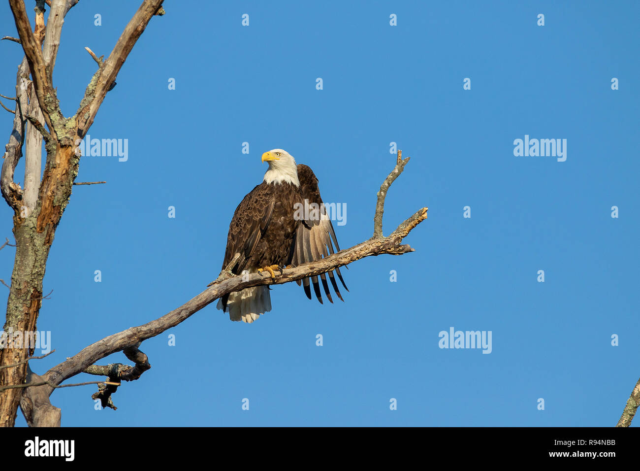 Bald Eagle In A Tree Stock Photo - Alamy