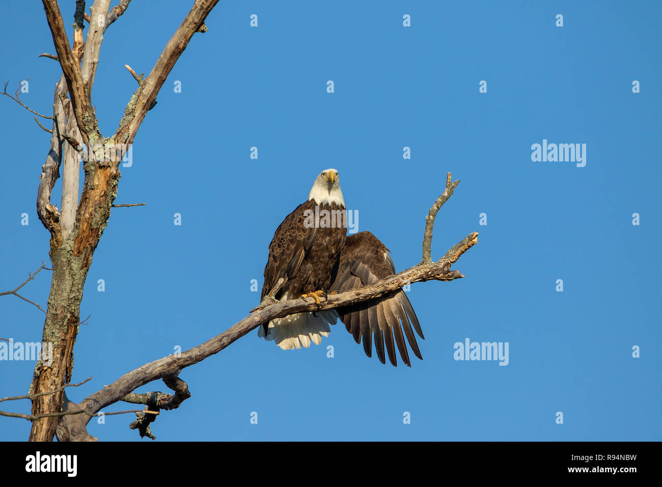 Bald Eagle In A Tree Stock Photo - Alamy