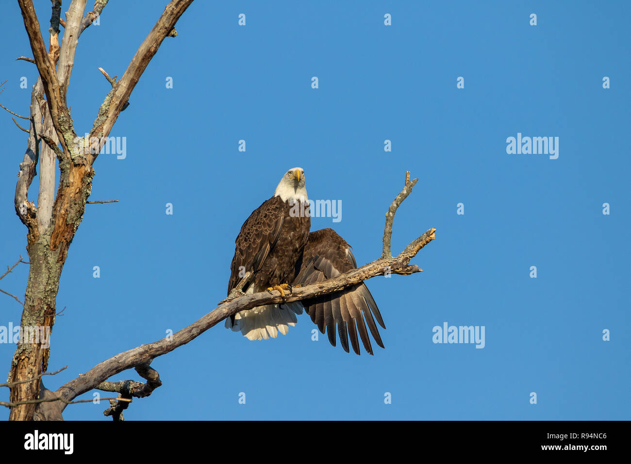 Bald Eagle In A Tree Stock Photo - Alamy