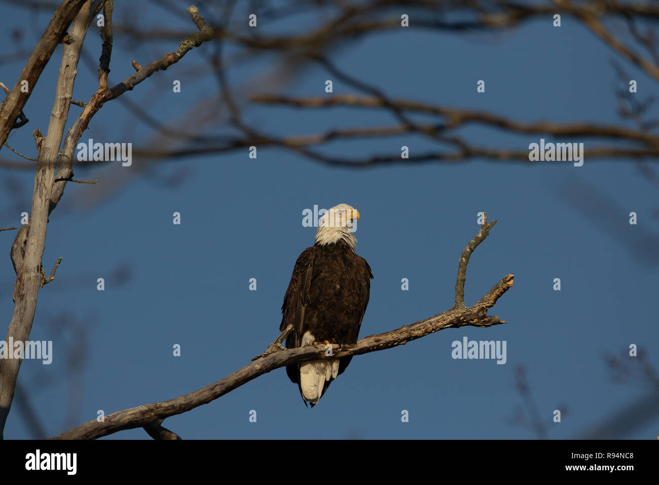 Bald Eagle In A Tree Stock Photo - Alamy