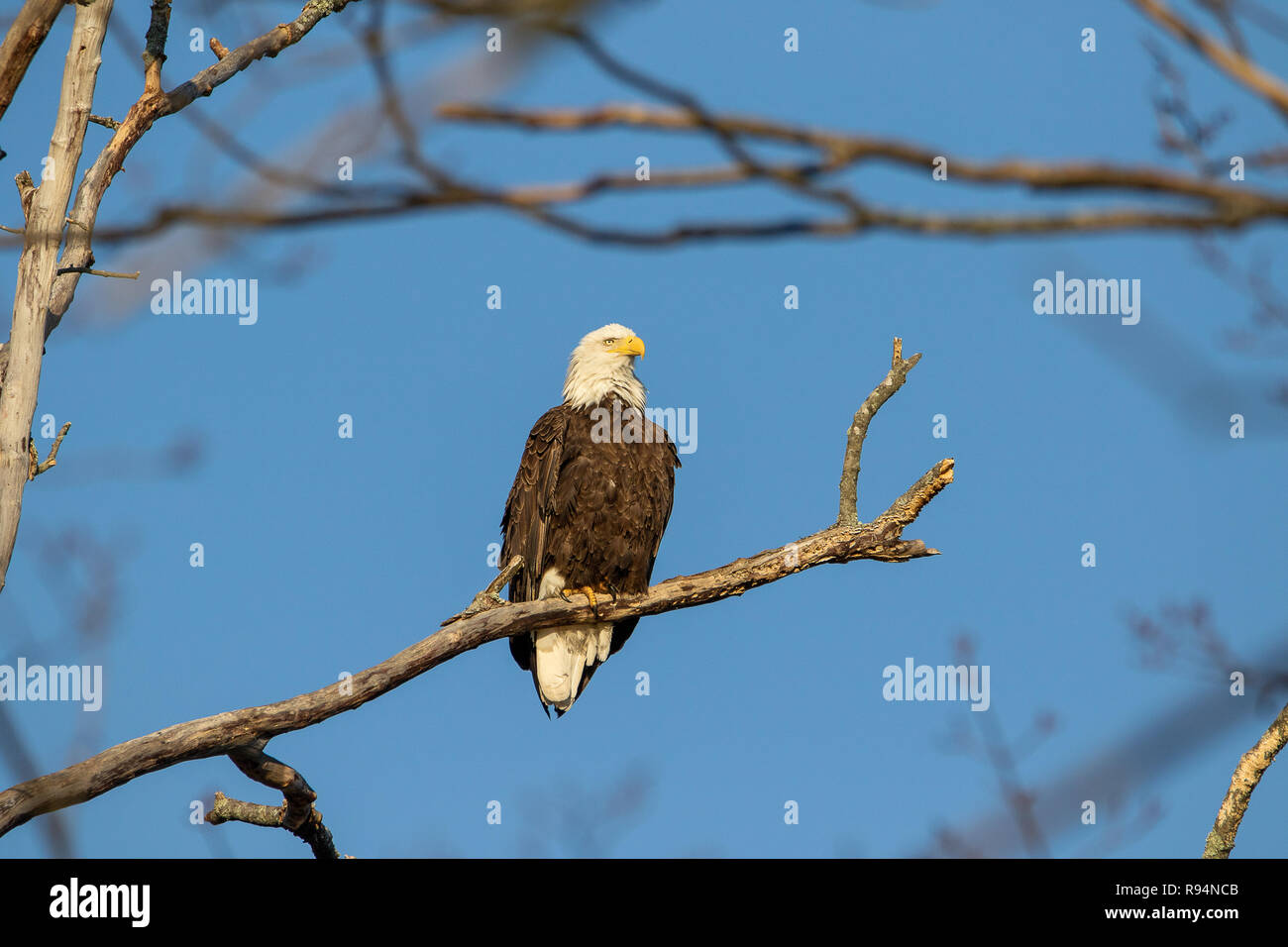 Bald Eagle In A Tree Stock Photo - Alamy