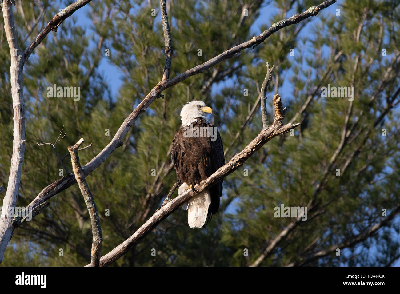 Bald Eagle In A Tree Stock Photo - Alamy