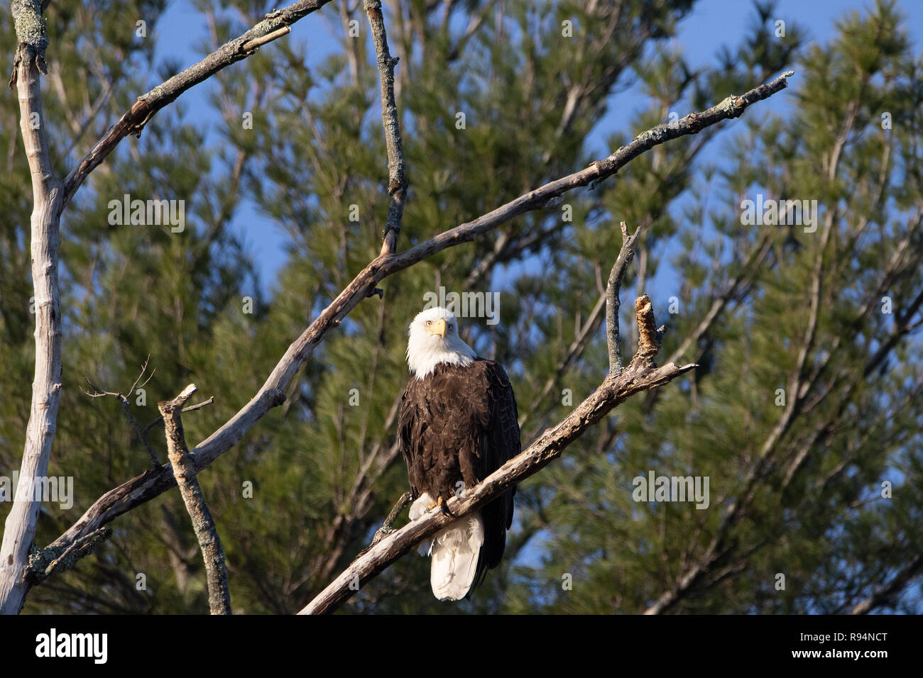 Bald Eagle In A Tree Stock Photo - Alamy