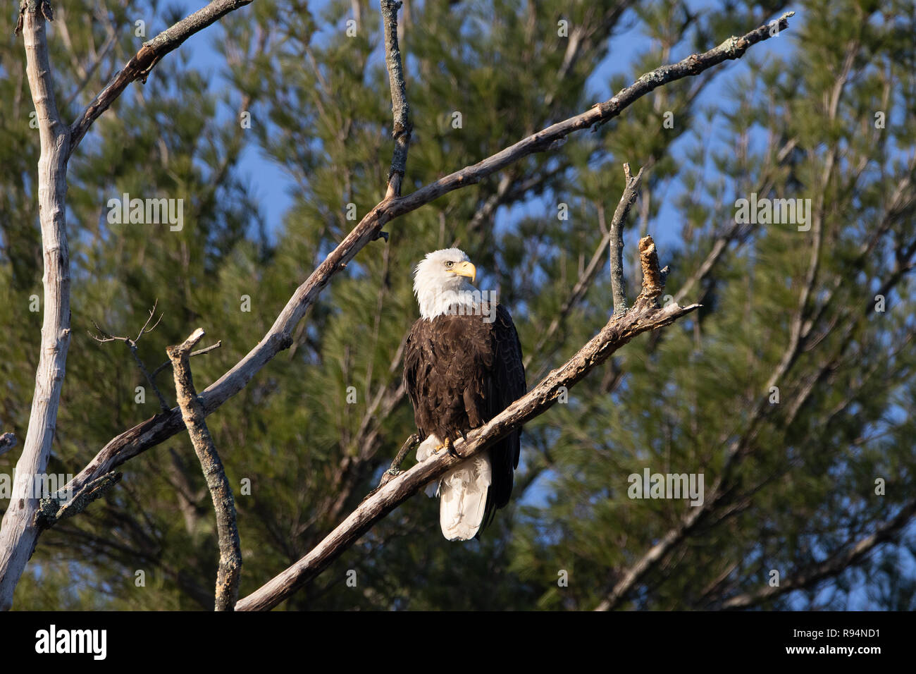 Bald Eagle In A Tree Stock Photo - Alamy