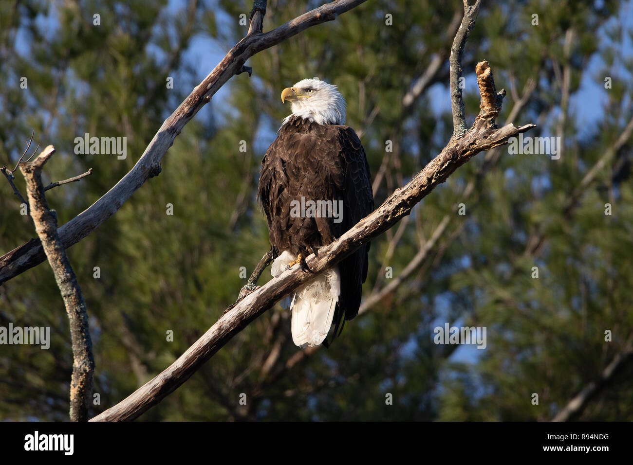 Bald Eagle In A Tree Stock Photo - Alamy