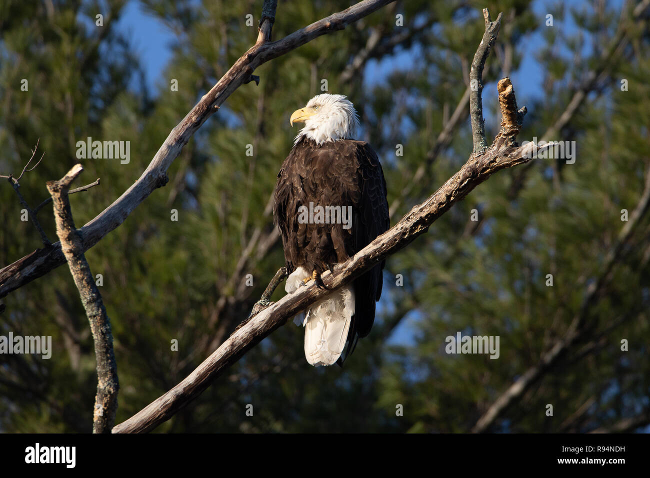 Bald Eagle In A Tree Stock Photo - Alamy