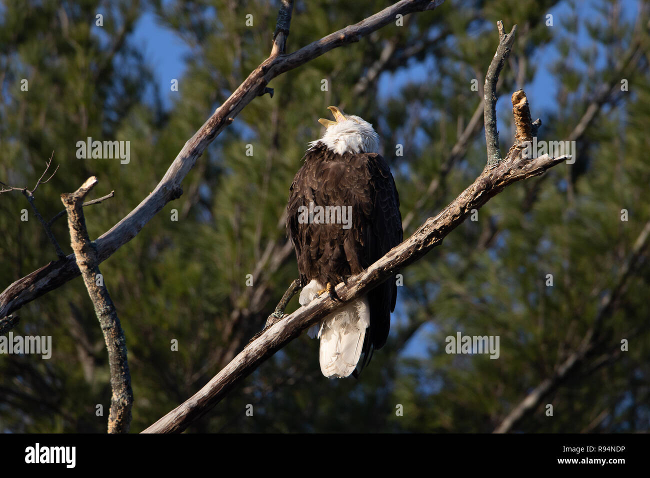 Bald Eagle In A Tree Stock Photo - Alamy