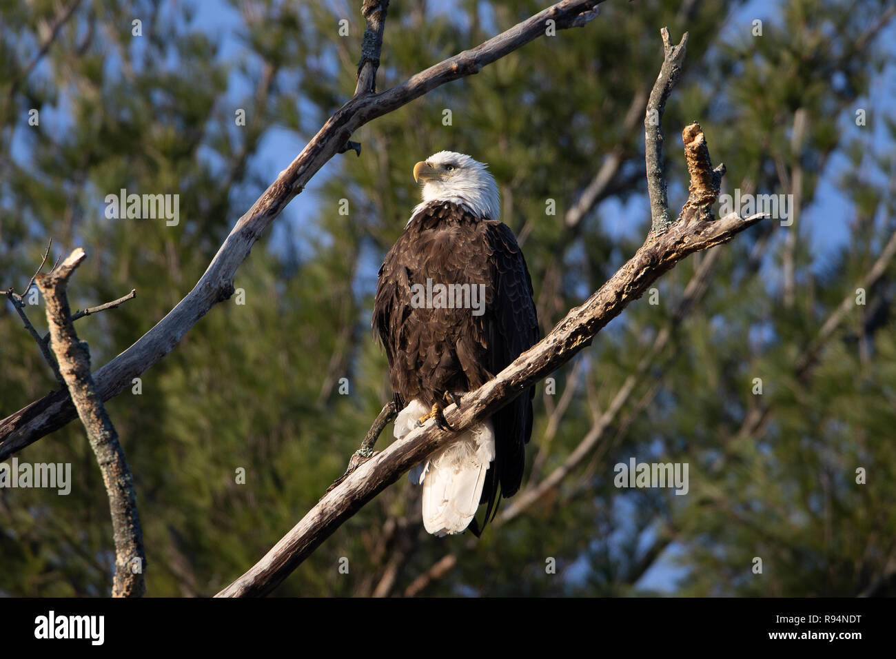 Bald Eagle In A Tree Stock Photo - Alamy