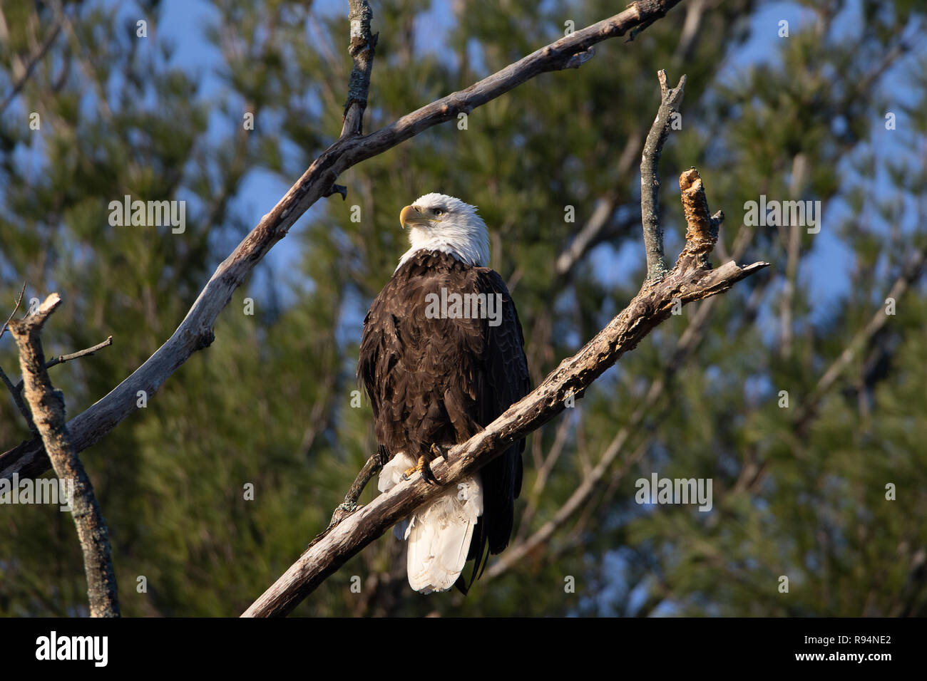 Bald Eagle In A Tree Stock Photo - Alamy