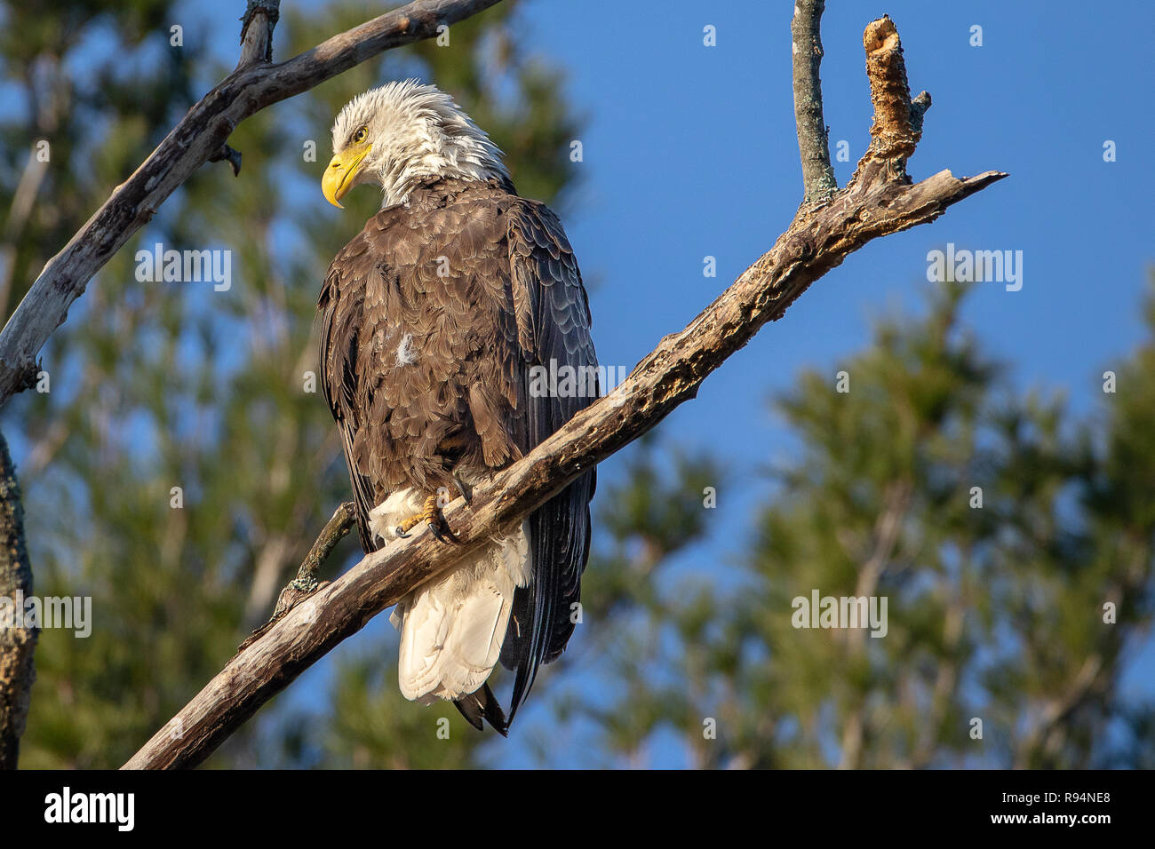 Bald Eagle In A Tree Stock Photo - Alamy