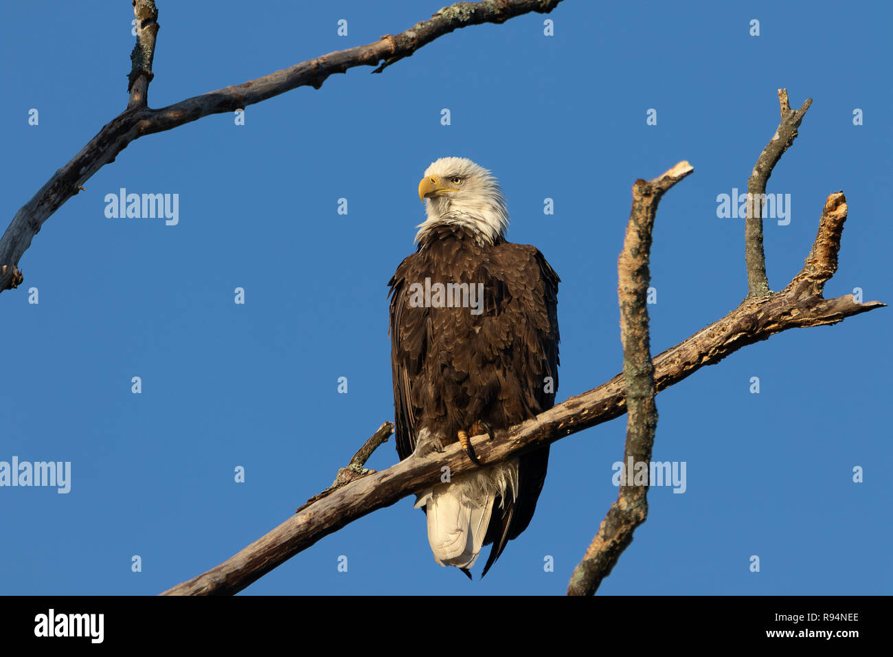 Bald Eagle In A Tree Stock Photo - Alamy