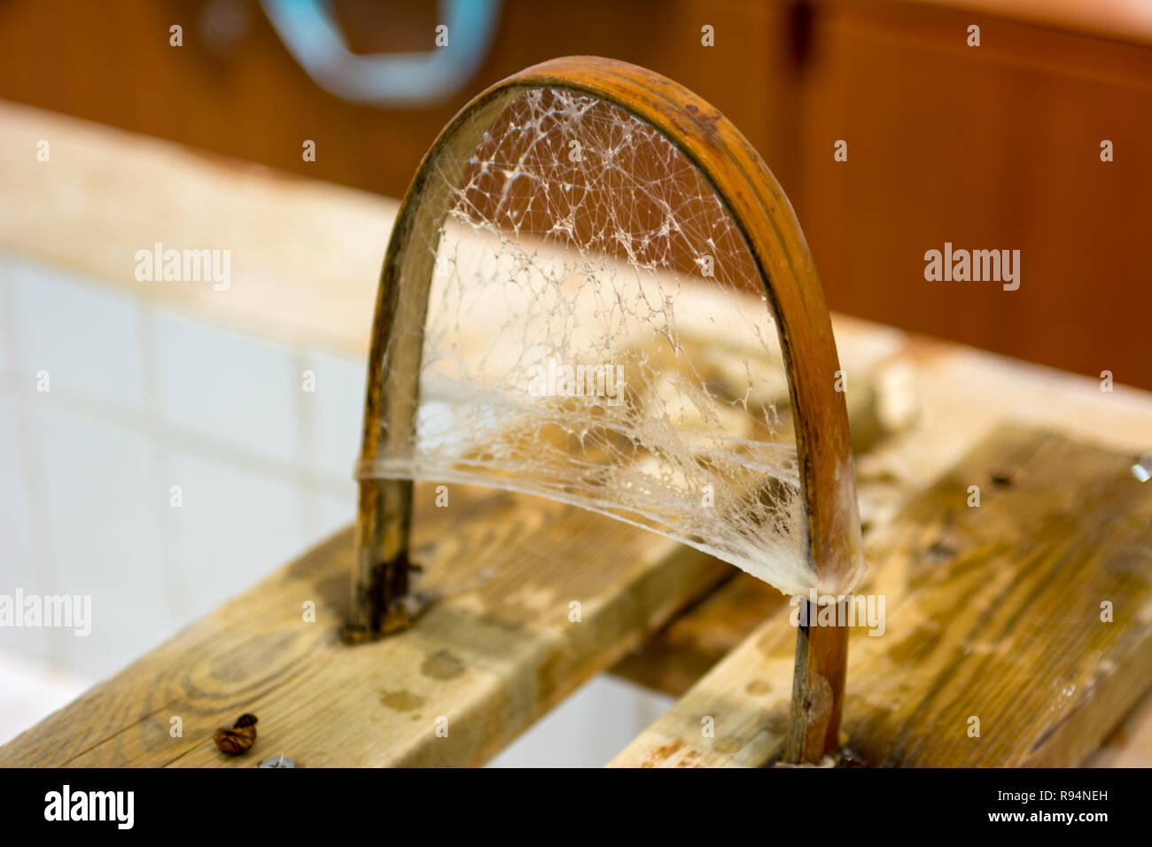 Silk cocoon stretched out over wood frame showing the strands that make ...