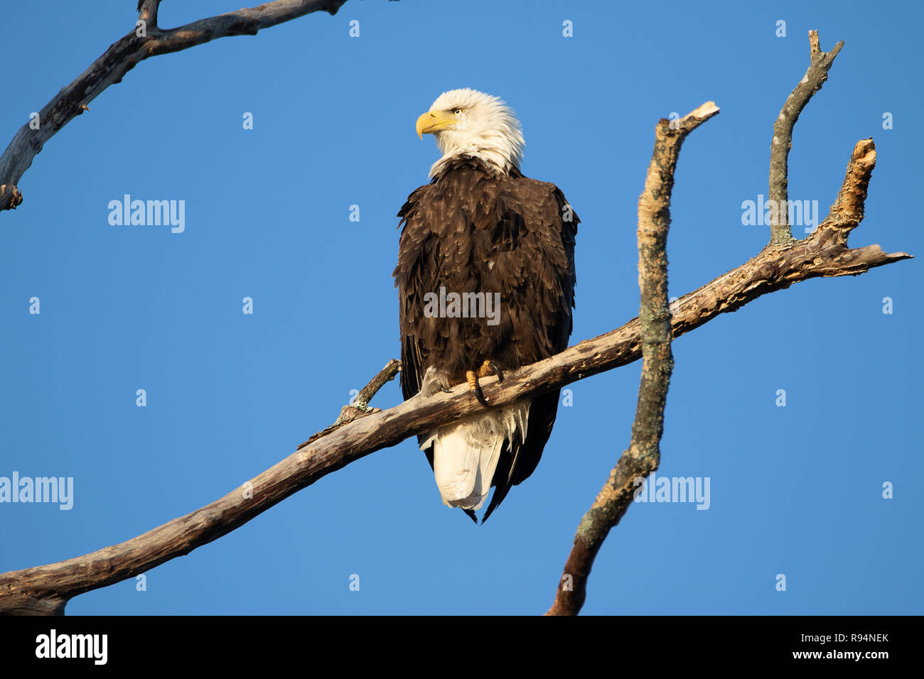 Bald Eagle In A Tree Stock Photo - Alamy