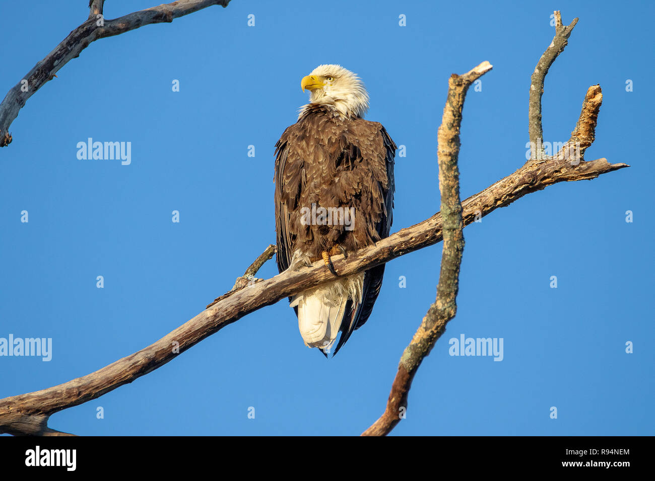 Bald Eagle In A Tree Stock Photo - Alamy