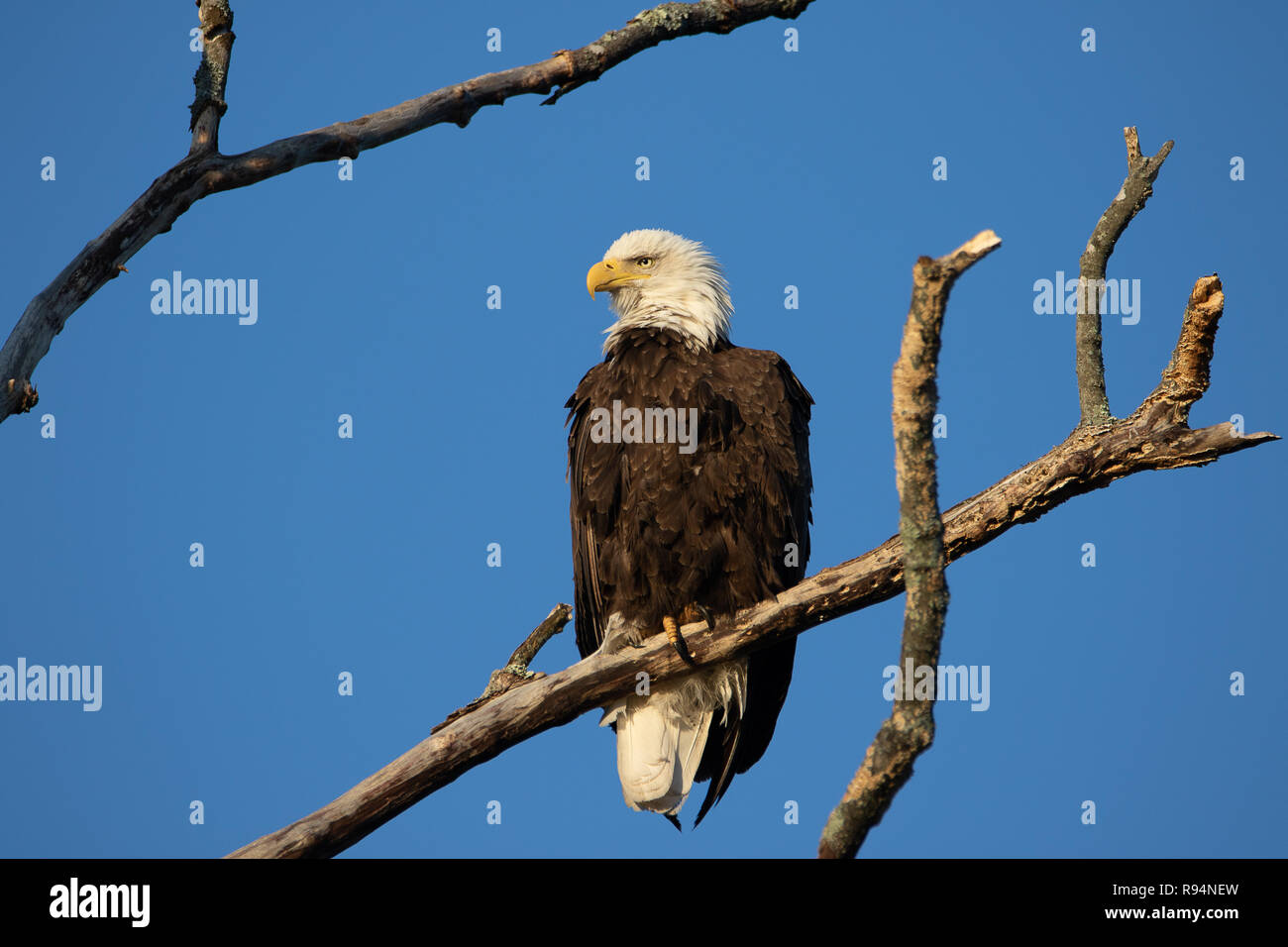 Bald Eagle In A Tree Stock Photo - Alamy