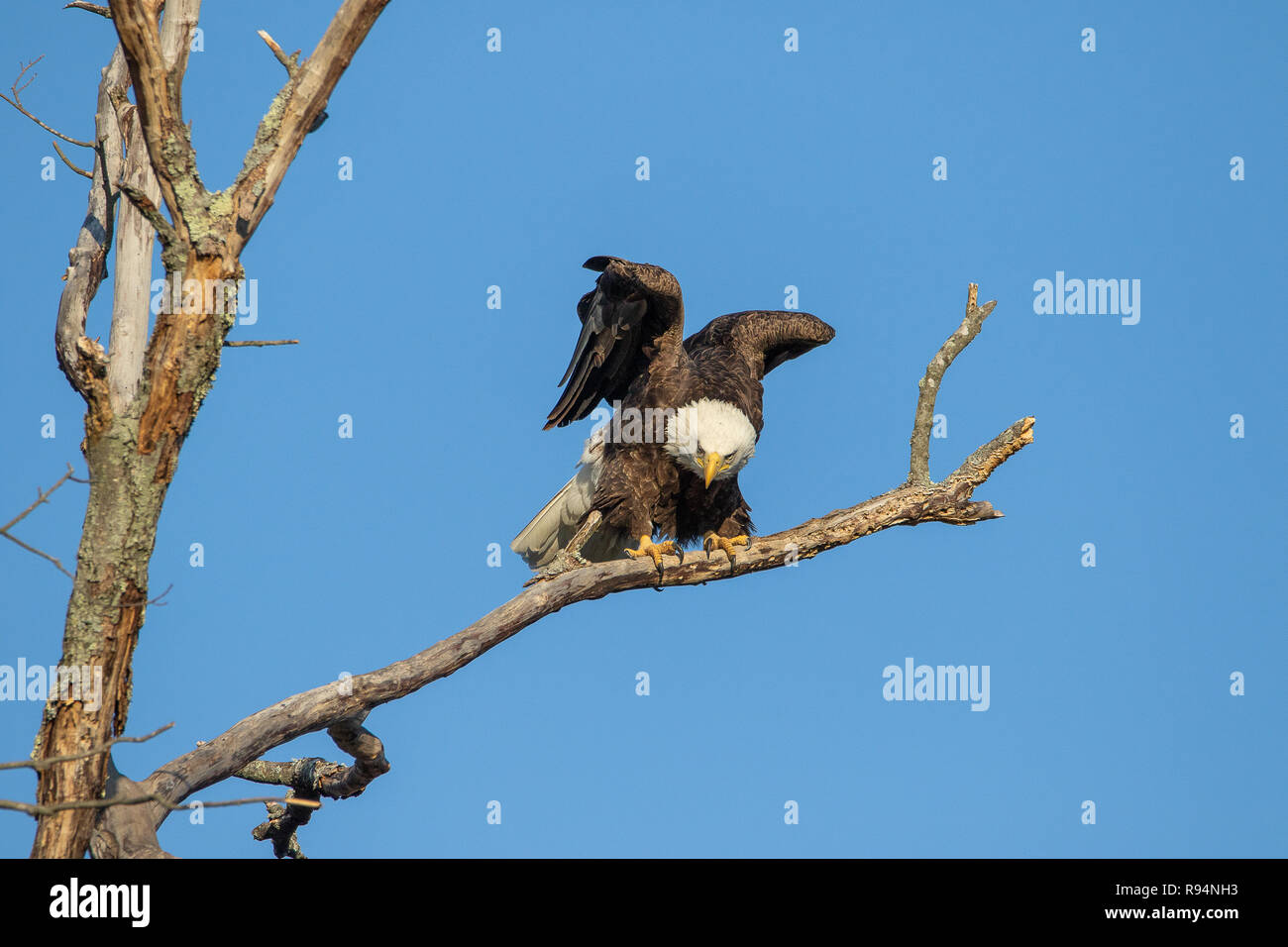 Bald Eagle In A Tree Stock Photo - Alamy