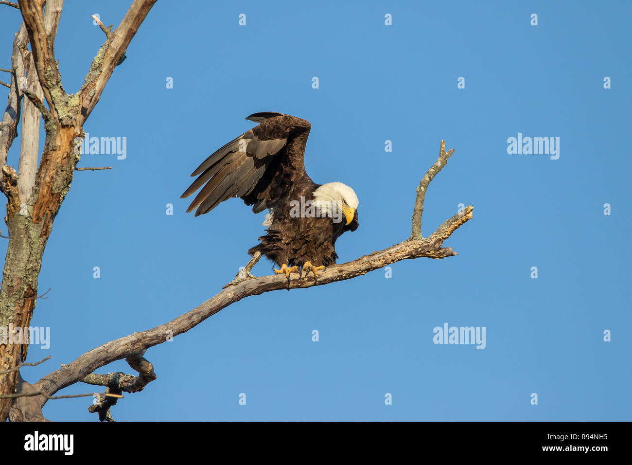 Bald Eagle In A Tree Stock Photo - Alamy