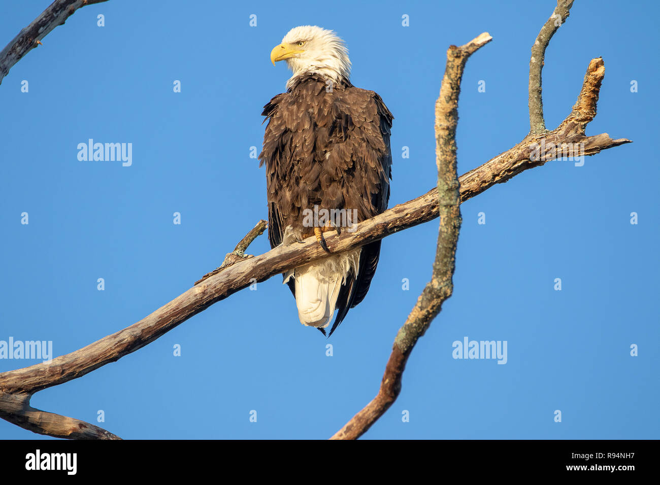 Bald Eagle In A Tree Stock Photo - Alamy