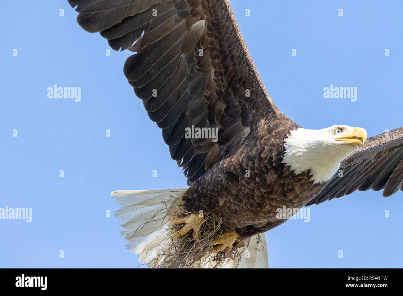 Bald Eagle In A Tree Stock Photo - Alamy