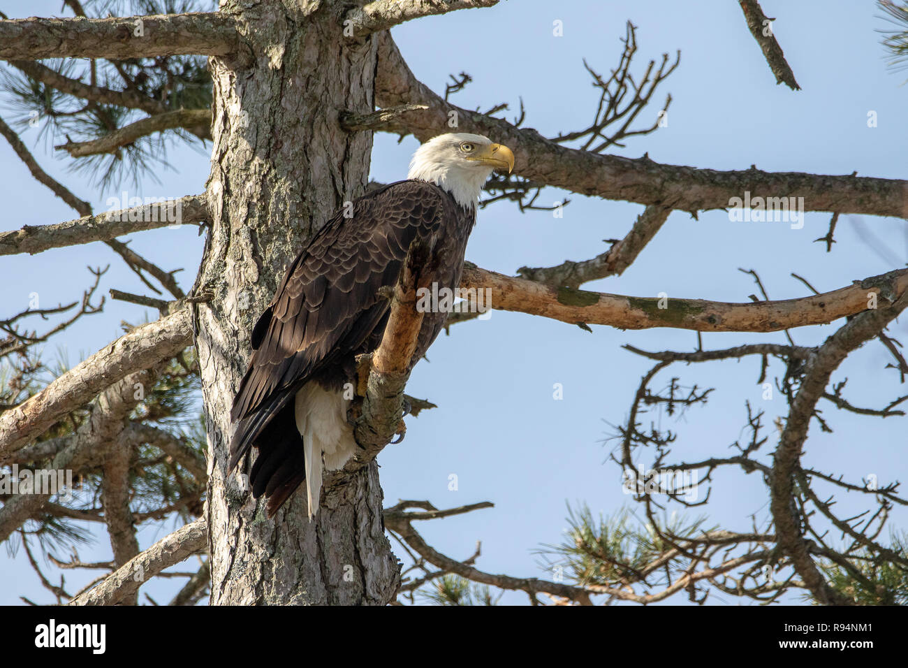 Bald Eagle In A Tree Stock Photo - Alamy