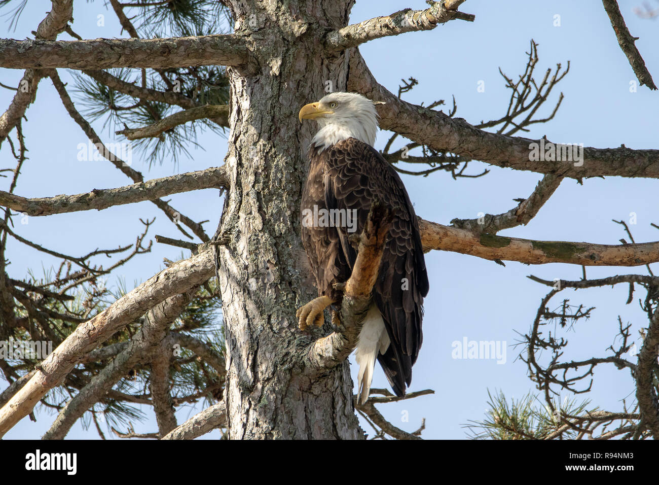 Bald Eagle In A Tree Stock Photo - Alamy