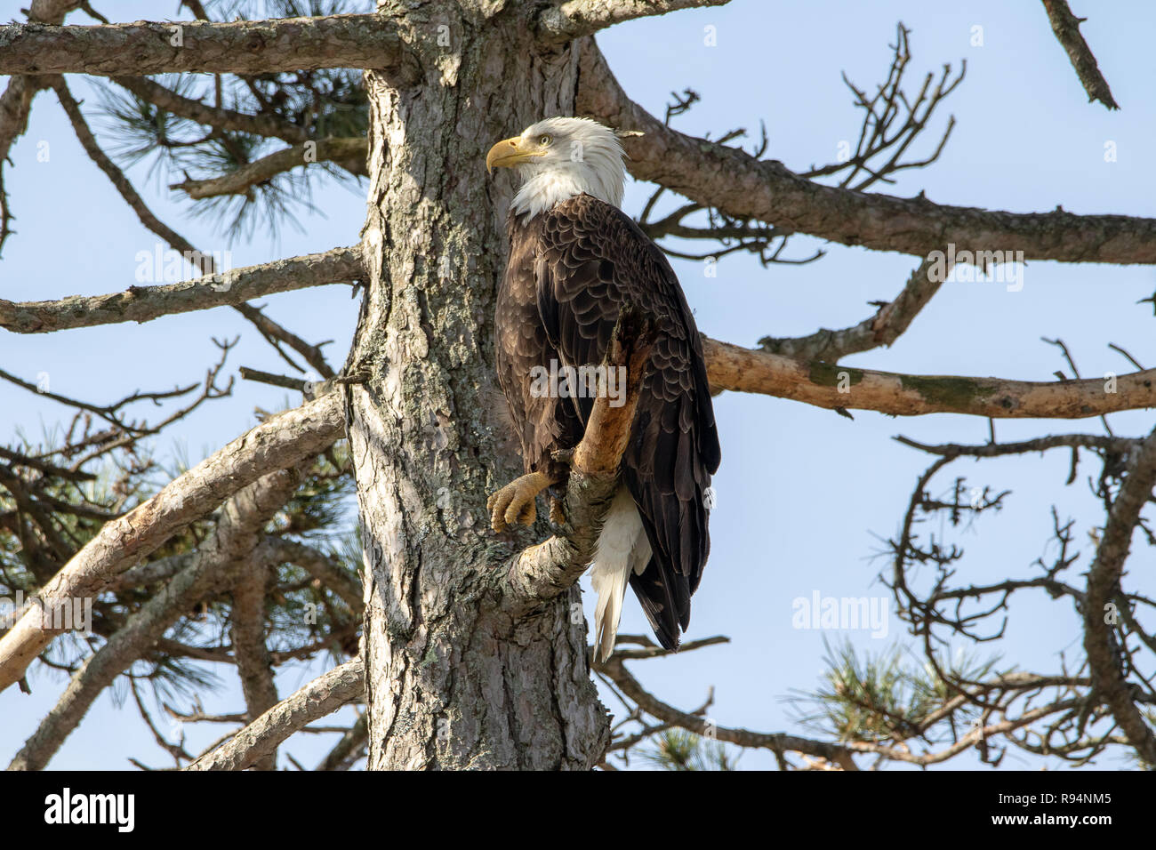 Bald Eagle In A Tree Stock Photo - Alamy