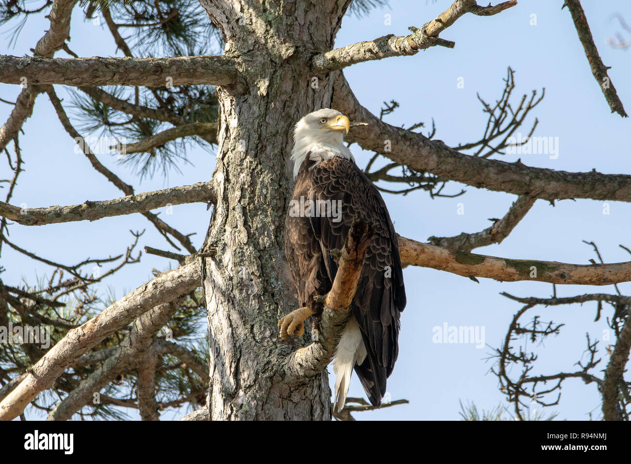 Bald Eagle In A Tree Stock Photo - Alamy