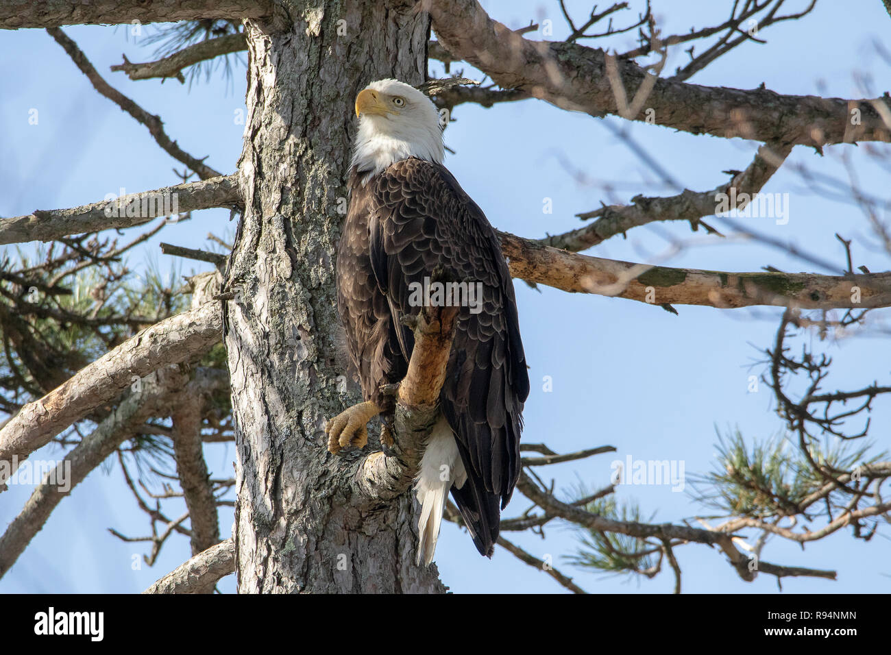Bald Eagle In A Tree Stock Photo - Alamy