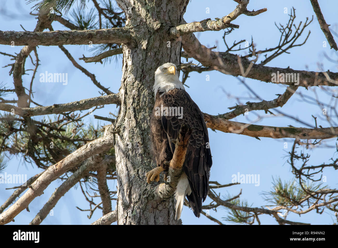 Bald Eagle In A Tree Stock Photo - Alamy