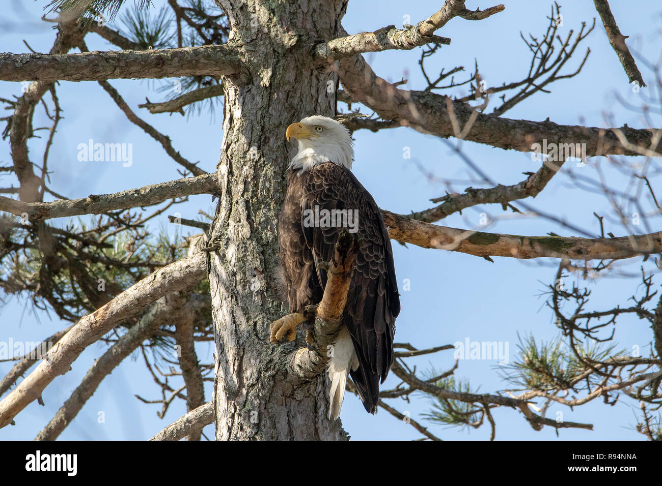 Bald Eagle In A Tree Stock Photo - Alamy