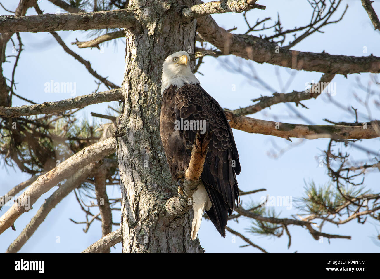 Bald Eagle In A Tree Stock Photo - Alamy