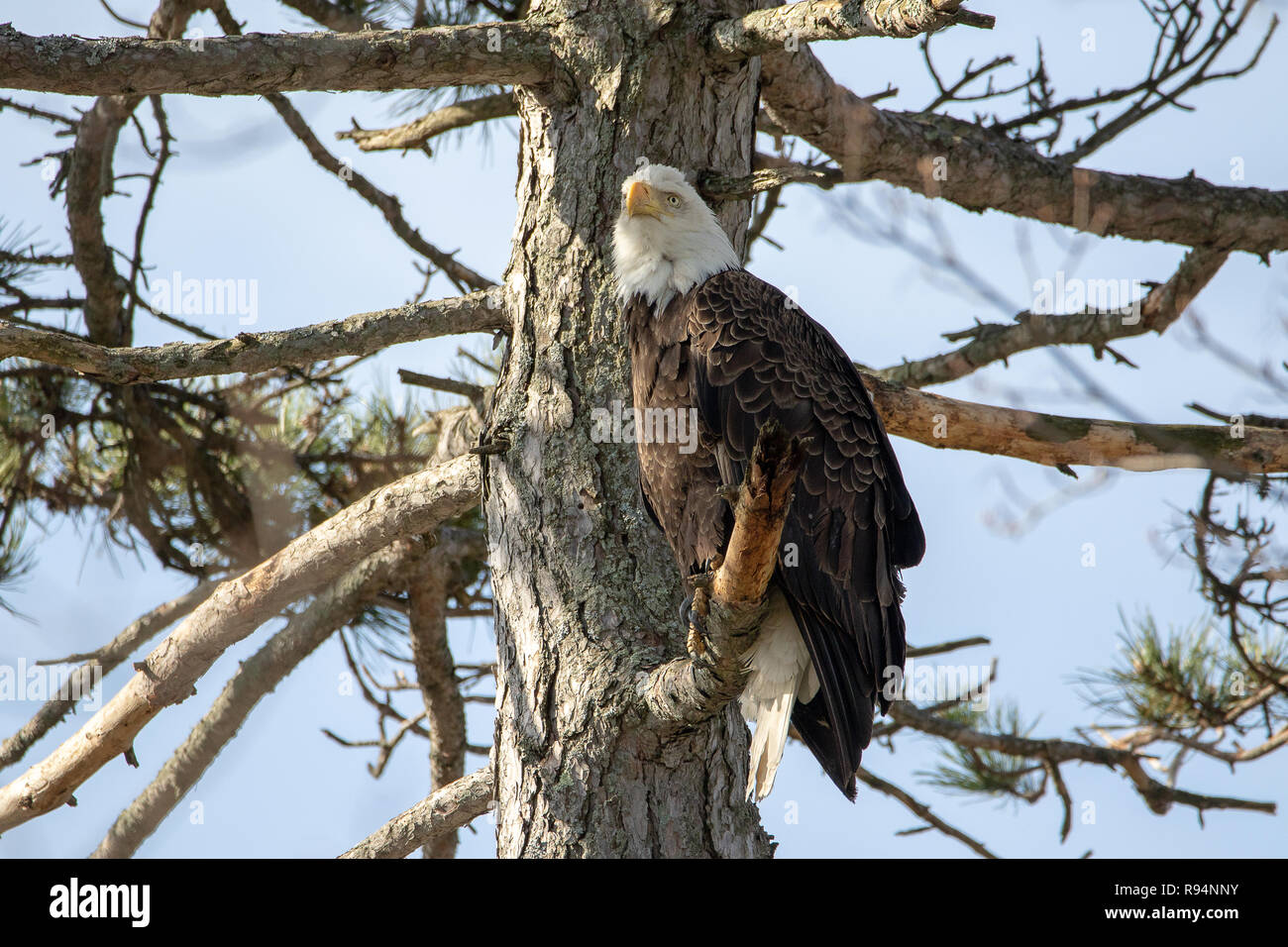 Bald Eagle In A Tree Stock Photo - Alamy
