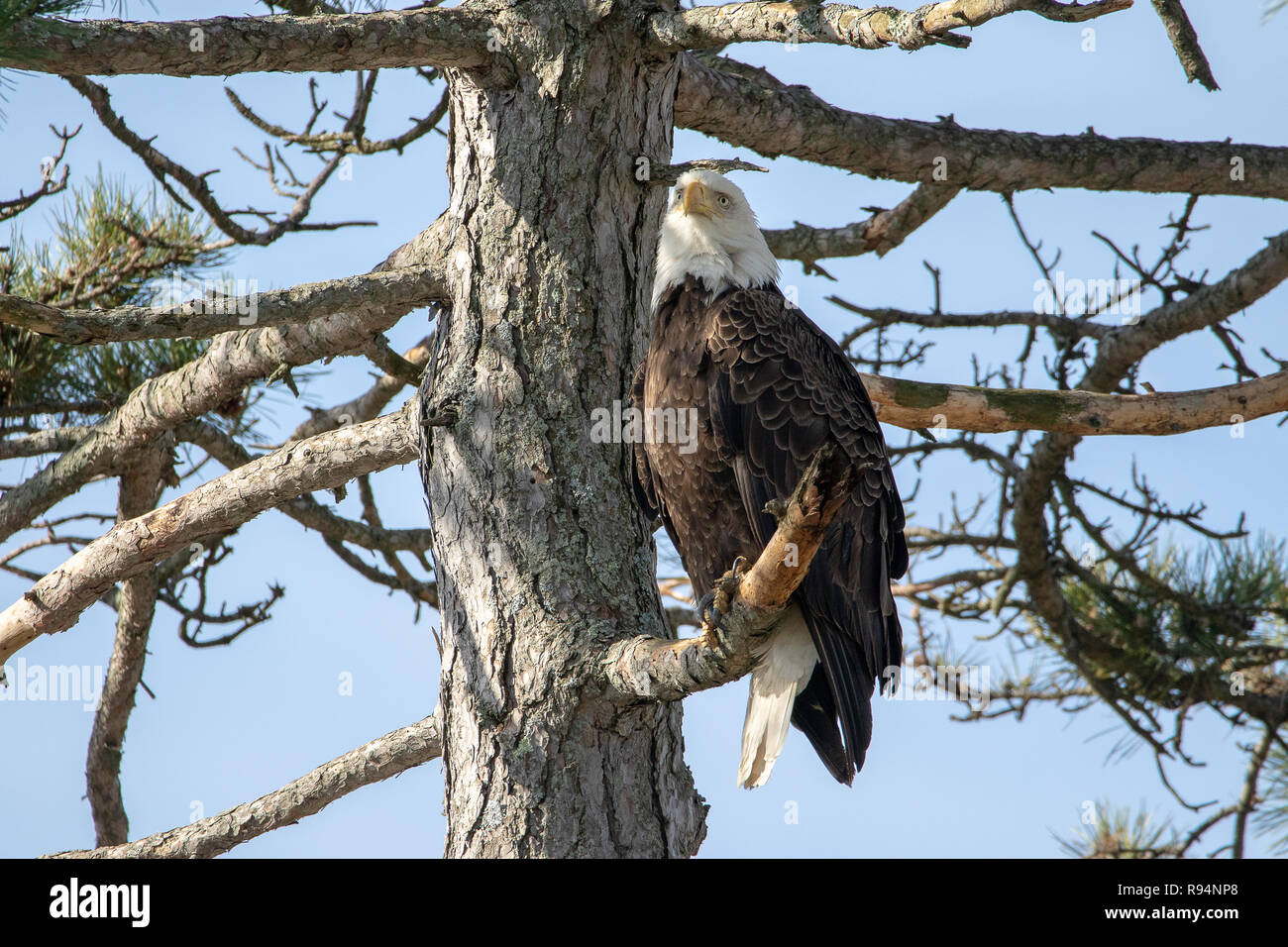 Bald Eagle In A Tree Stock Photo - Alamy