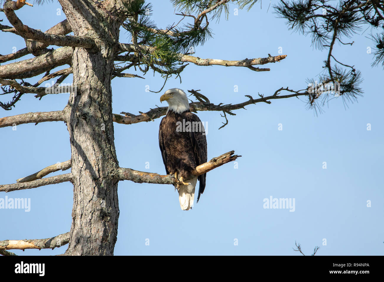 Bald Eagle In A Tree Stock Photo - Alamy