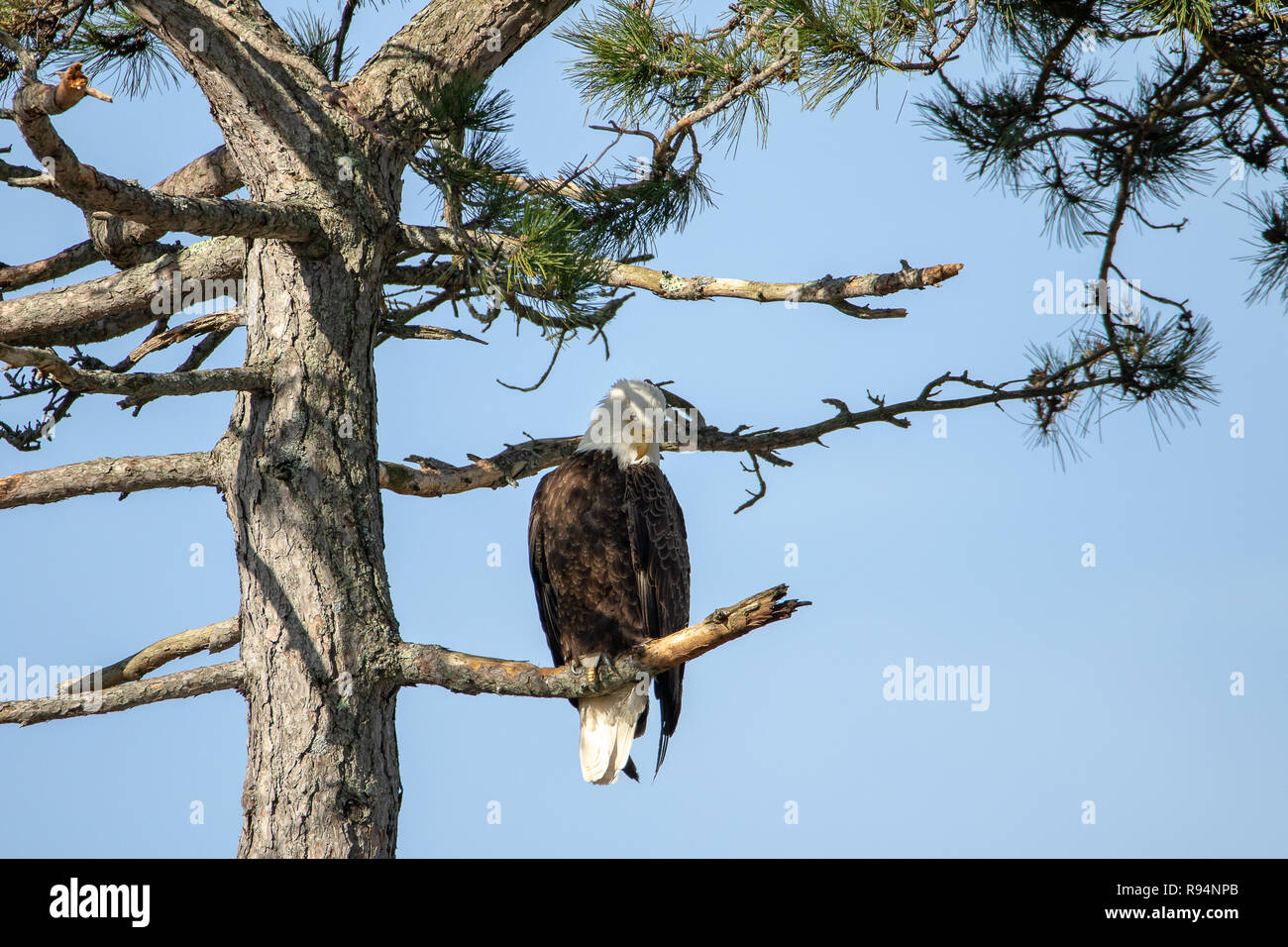 American bald eagle at nest hi-res stock photography and images - Alamy