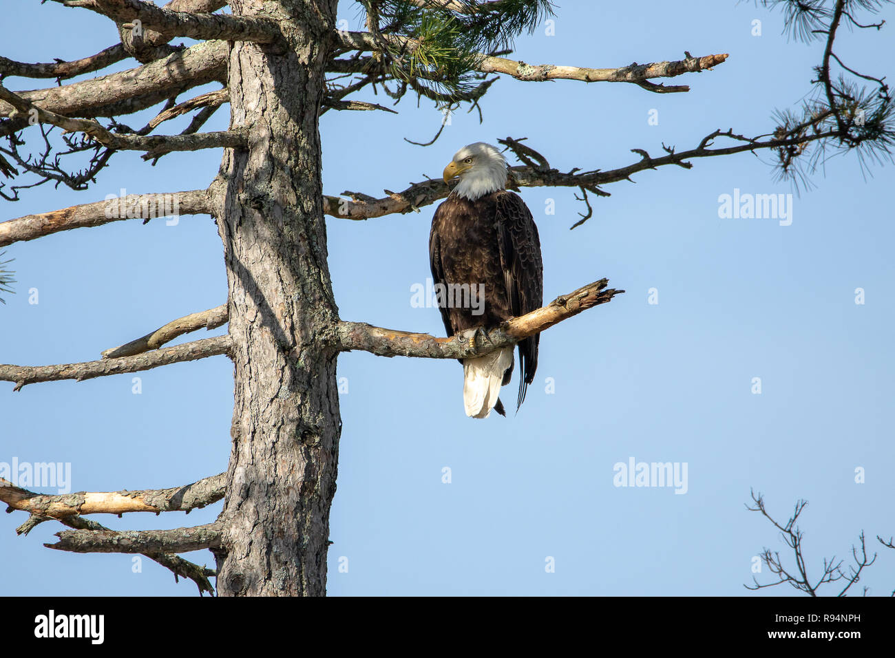 Bald Eagle In A Tree Stock Photo - Alamy