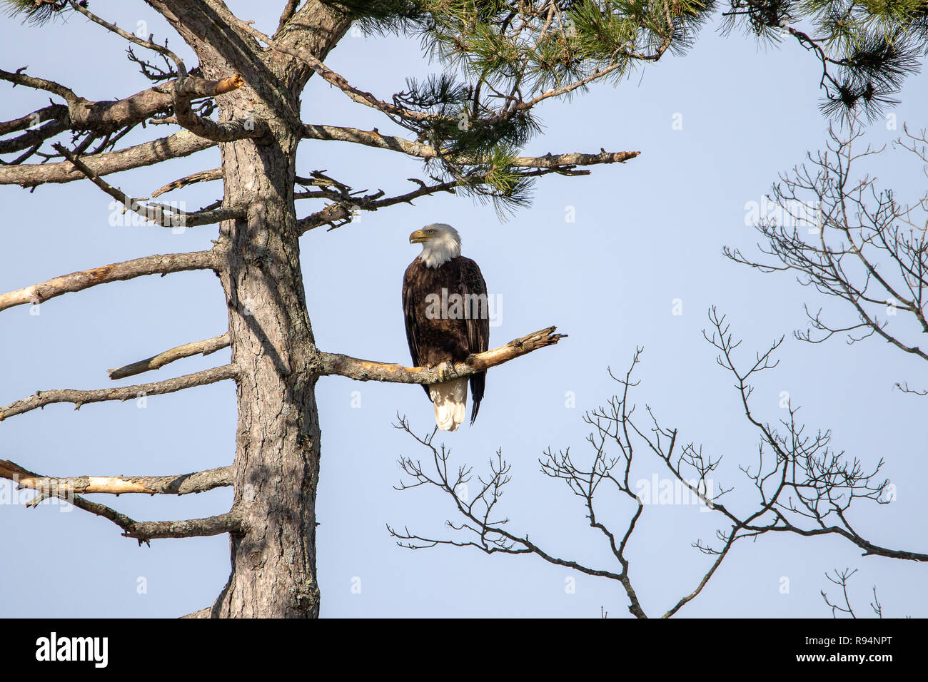 American bald eagle at nest hi-res stock photography and images - Alamy
