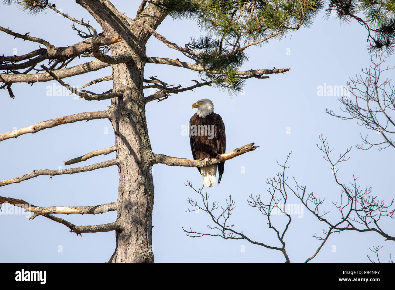 Bald Eagle In A Tree Stock Photo - Alamy