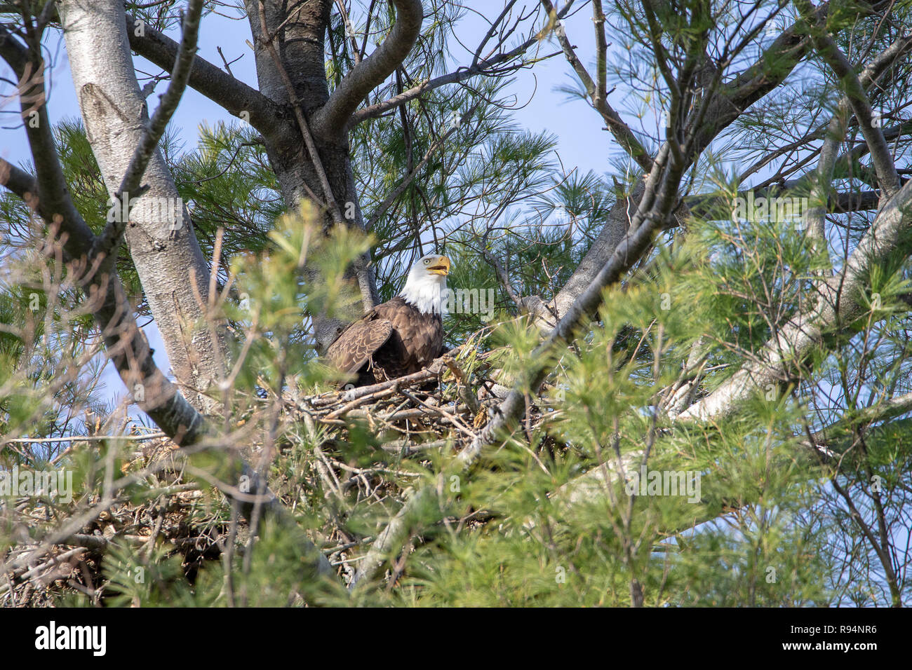Bald Eagle In A Tree Stock Photo - Alamy