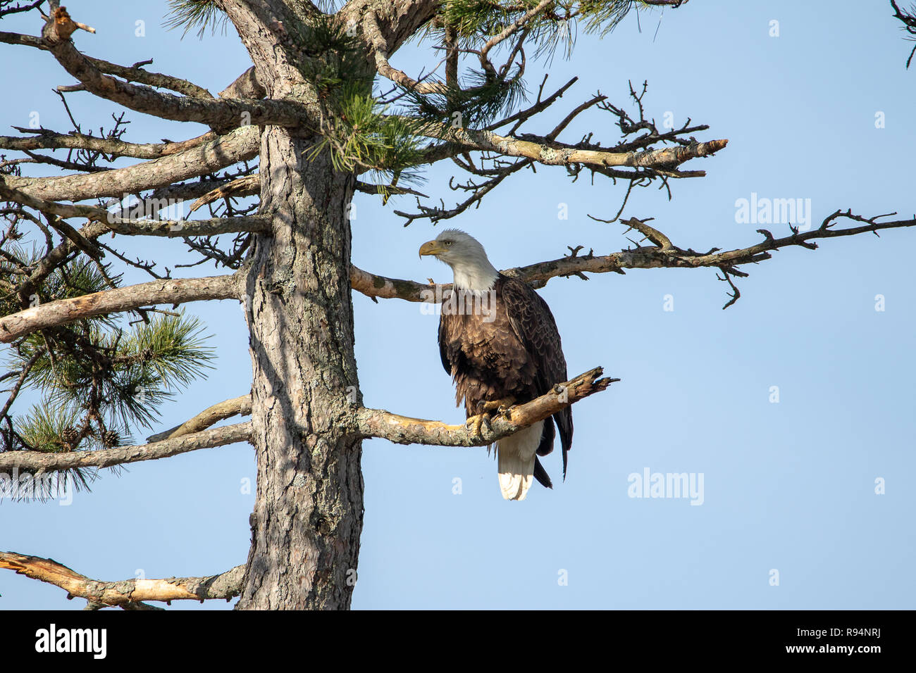 Bald Eagle In A Tree Stock Photo - Alamy