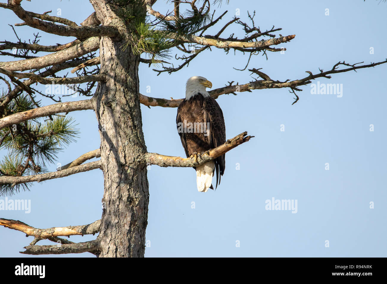 Bald Eagle In A Tree Stock Photo - Alamy