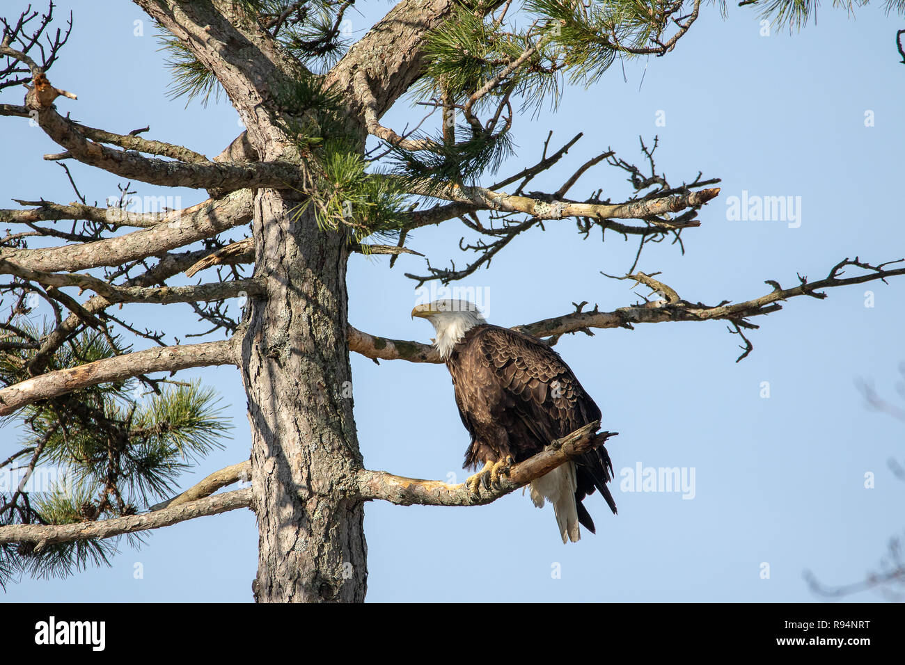 Bald Eagle In A Tree Stock Photo - Alamy