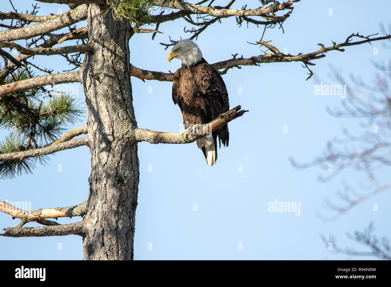 Bald Eagle In A Tree Stock Photo - Alamy