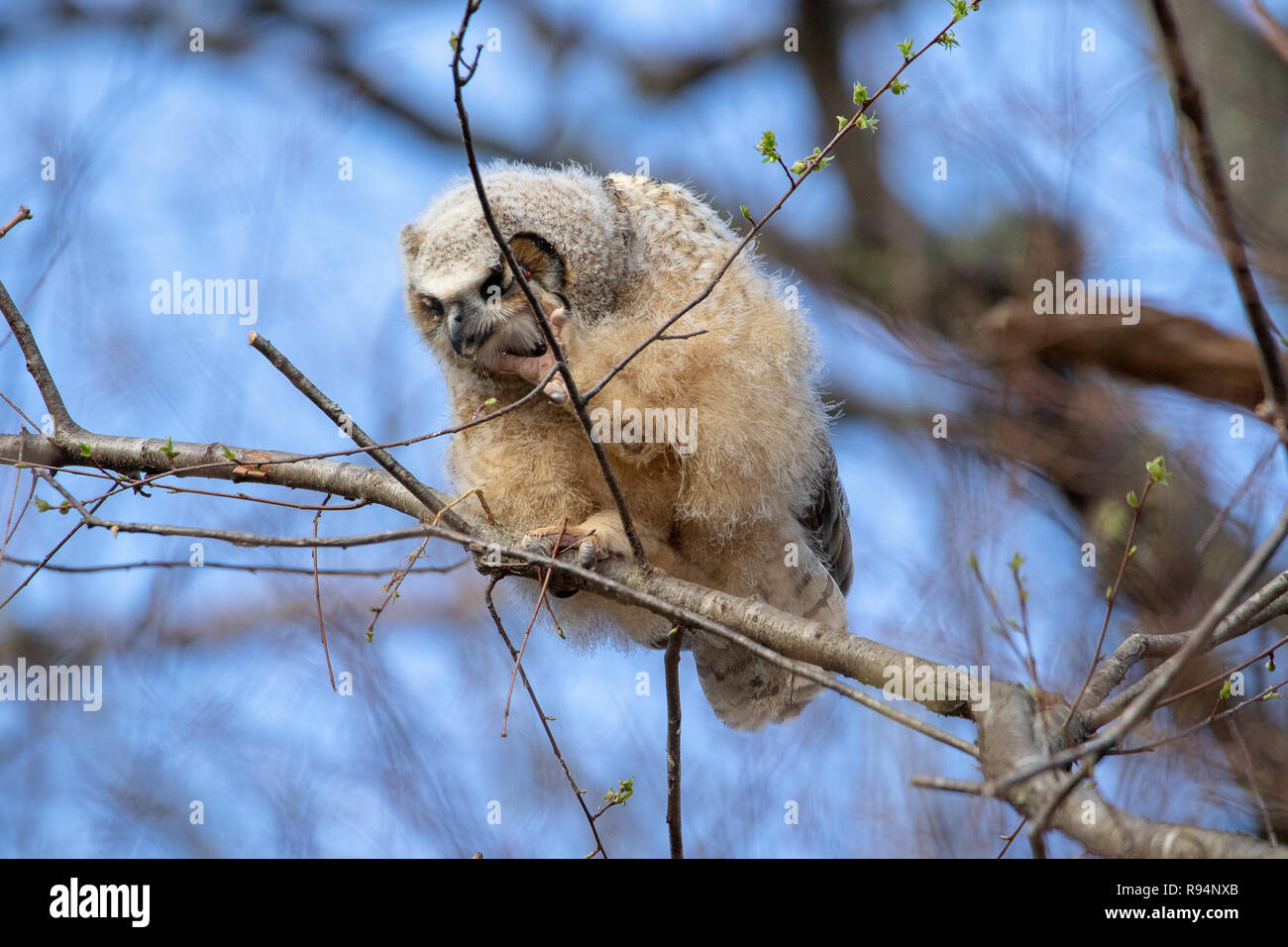 Fledged Great Horned Owlet at Dawn Stock Photo - Alamy