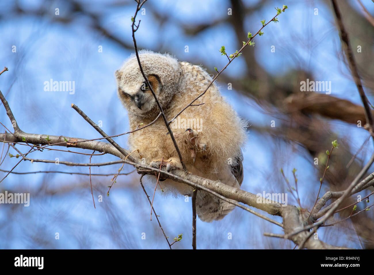 Fledged Great Horned Owlet at Dawn Stock Photo - Alamy