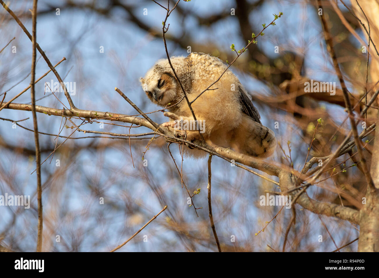 Fledged Great Horned Owlet at Dawn Stock Photo - Alamy