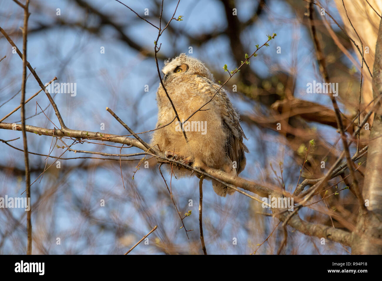 Fledged Great Horned Owlet at Dawn Stock Photo - Alamy