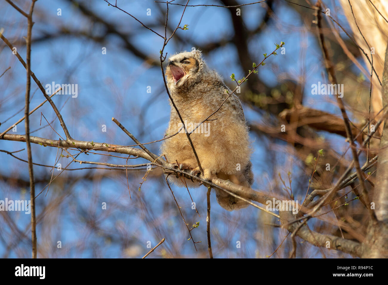 Fledged Great Horned Owlet at Dawn Stock Photo - Alamy