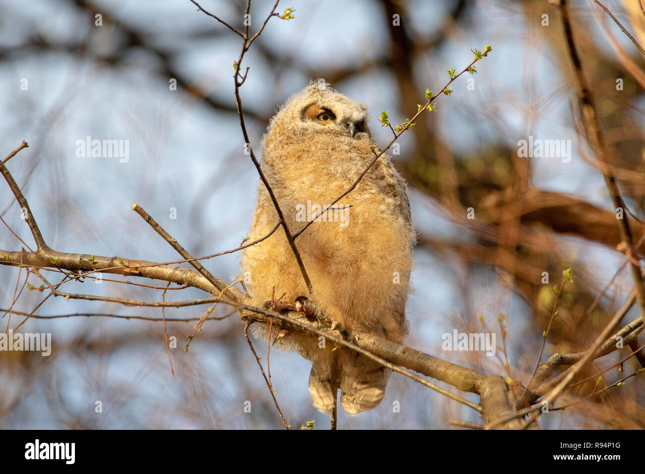 Fledged Great Horned Owlet at Dawn Stock Photo - Alamy